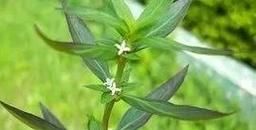 鲫鱼胆草药的功效与作用_鲫鱼胆草药怎么用-第3张图片-山城妙识