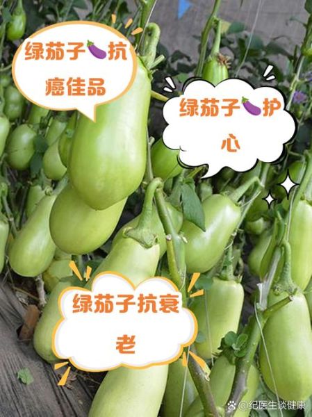 绿茄子的营养价值及功效_绿茄子怎么吃最健康-第1张图片-山城妙识 绿茄子的营养价值及功效_绿茄子怎么吃最健康-第1张图片-山城妙识