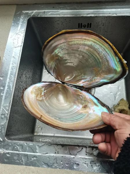 野生小河蚌能吃吗_野生小河蚌怎么处理-第2张图片-山城妙识