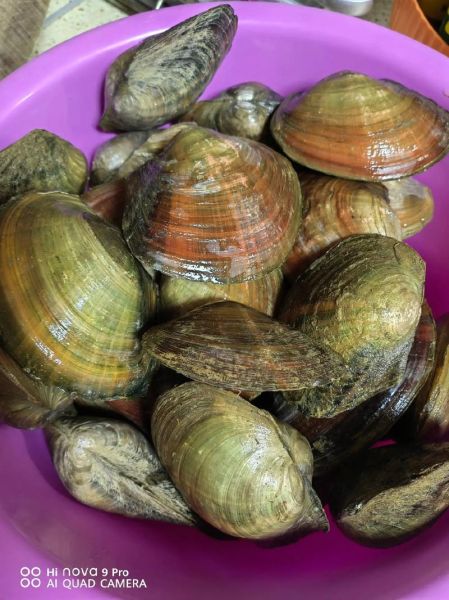 野生小河蚌能吃吗_野生小河蚌怎么处理-第3张图片-山城妙识