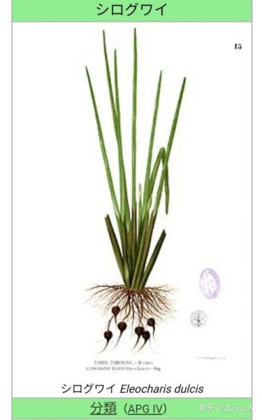 马蹄粉是什么_马蹄粉的功效与作用-第1张图片-山城妙识