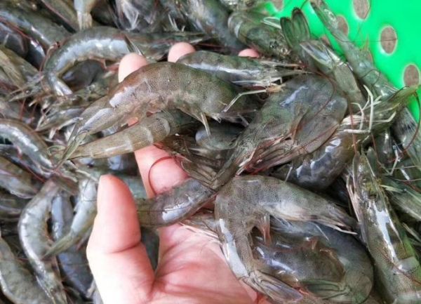 虾干怎么保存不变色_虾干和鲜虾营养区别-第2张图片-山城妙识