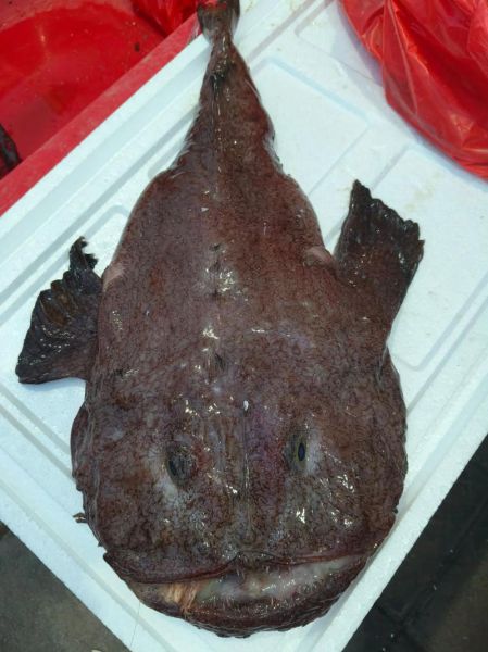 安康鱼多少钱一斤_安康鱼为什么这么便宜-第1张图片-山城妙识