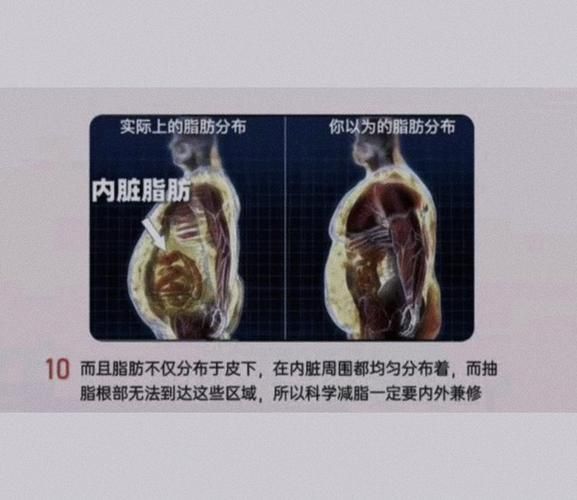 内脂是什么_内脂和内脏脂肪一样吗-第2张图片-山城妙识
