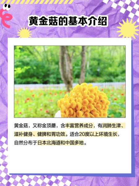 黄金菇是鸡油菌吗_两者区别与鉴别-第1张图片-山城妙识 黄金菇是鸡油菌吗_两者区别与鉴别-第1张图片-山城妙识