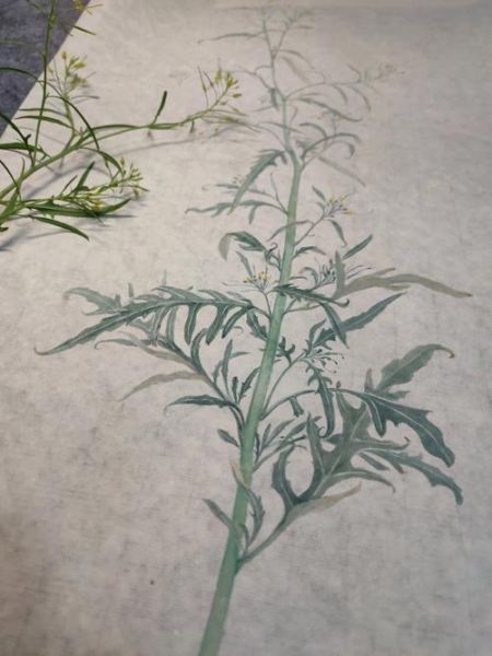 黄花大蒜芥是什么植物_黄花大蒜芥的功效与作用-第2张图片-山城妙识