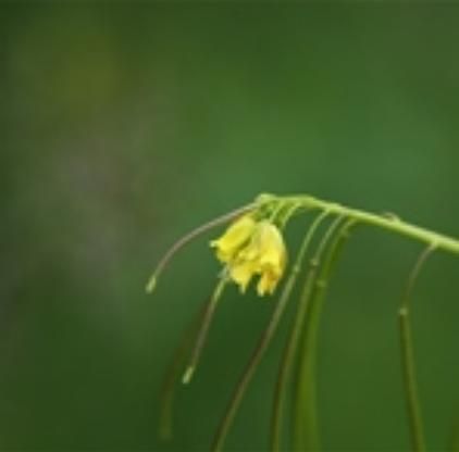 黄花大蒜芥是什么植物_黄花大蒜芥的功效与作用-第1张图片-山城妙识