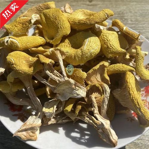 黄金菇是鸡油菌吗_两者区别与鉴别-第2张图片-山城妙识 黄金菇是鸡油菌吗_两者区别与鉴别-第2张图片-山城妙识