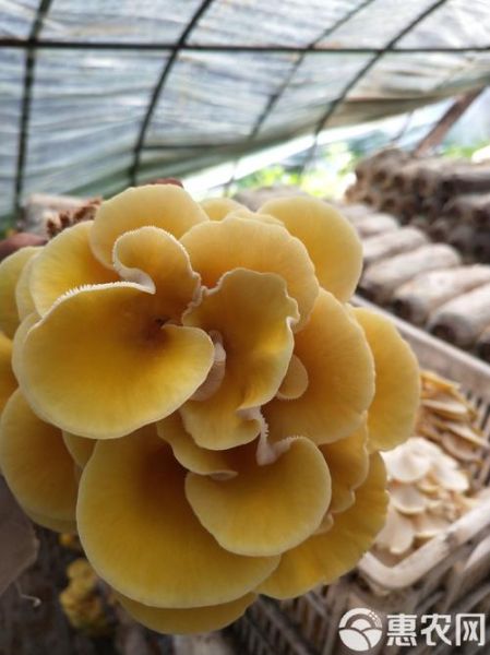 黄金菇是鸡油菌吗_两者区别与鉴别-第3张图片-山城妙识 黄金菇是鸡油菌吗_两者区别与鉴别-第3张图片-山城妙识