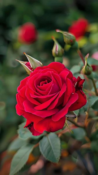 最漂亮的红玫瑰花图片_如何挑选高清壁纸-第2张图片-山城妙识 最漂亮的红玫瑰花图片_如何挑选高清壁纸-第2张图片-山城妙识