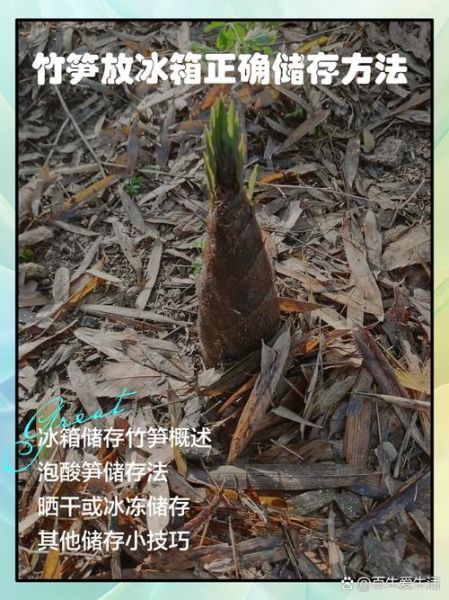 新鲜竹笋的做法与禁忌_可以放冰箱吗-第1张图片-山城妙识