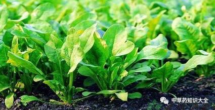 菠棱是什么意思_菠棱是哪里的方言-第3张图片-山城妙识