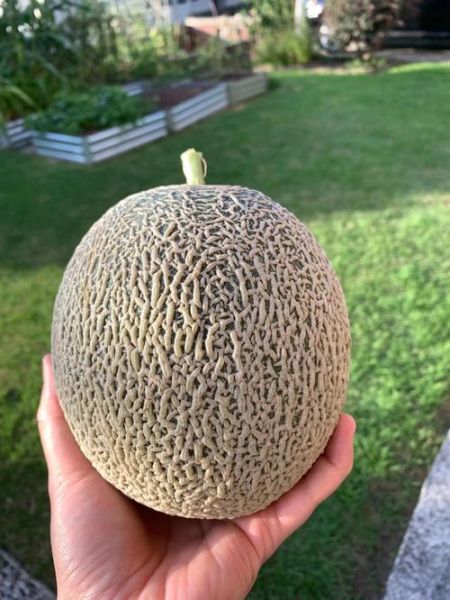 哈密瓜什么时候种_哈密瓜种植最佳月份-第1张图片-山城妙识