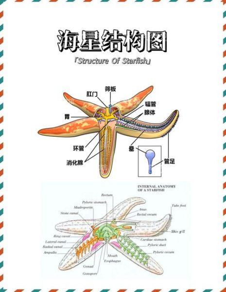 海星吃哪个部位_海星哪些部位不能吃-第1张图片-山城妙识 海星吃哪个部位_海星哪些部位不能吃-第1张图片-山城妙识