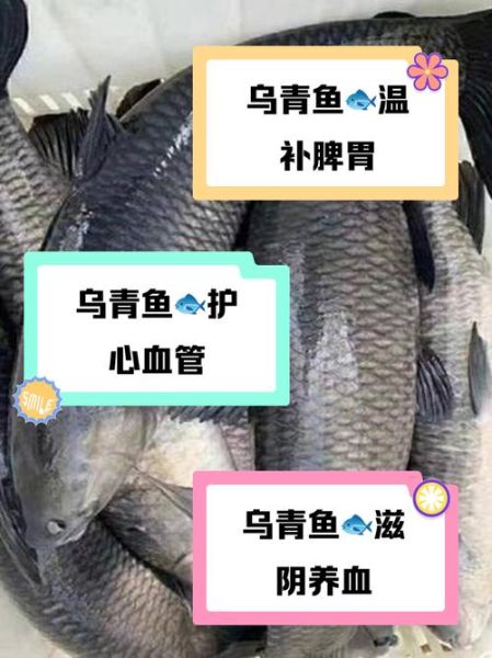 乌青鱼和青鱼的区别_哪个更好吃-第3张图片-山城妙识 乌青鱼和青鱼的区别_哪个更好吃-第3张图片-山城妙识