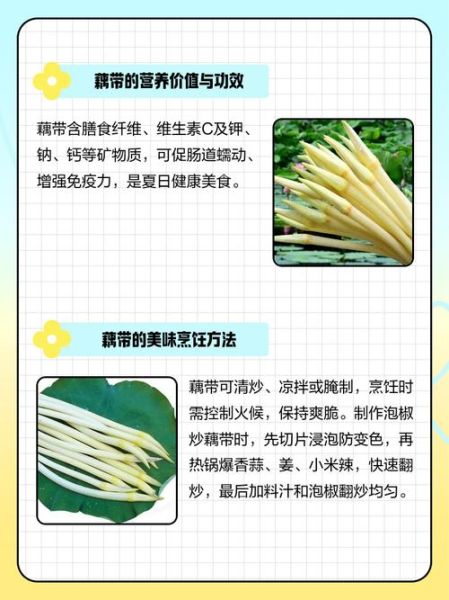 藕与藕带有什么区别_如何挑选新鲜藕带-第1张图片-山城妙识 藕与藕带有什么区别_如何挑选新鲜藕带-第1张图片-山城妙识