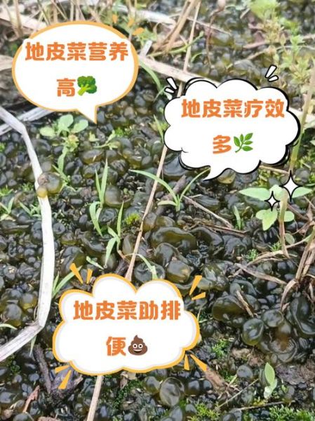 地皮菜图片功效_地皮菜有什么营养价值-第2张图片-山城妙识