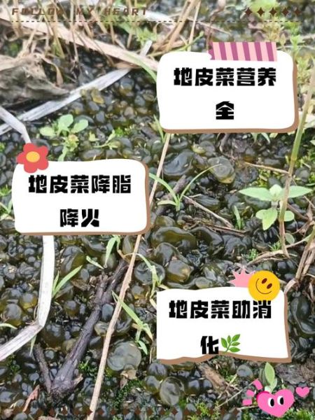 地皮菜图片功效_地皮菜有什么营养价值-第1张图片-山城妙识