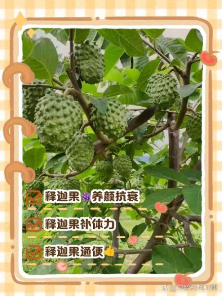 释迦果的功效与作用有哪些_释迦果怎么吃最营养-第3张图片-山城妙识 释迦果的功效与作用有哪些_释迦果怎么吃最营养-第3张图片-山城妙识