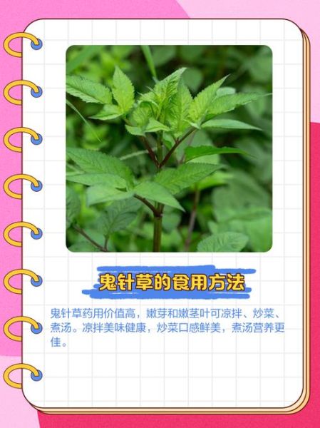 鬼针草图片长什么样_鬼针草的功效与作用-第2张图片-山城妙识 鬼针草图片长什么样_鬼针草的功效与作用-第2张图片-山城妙识