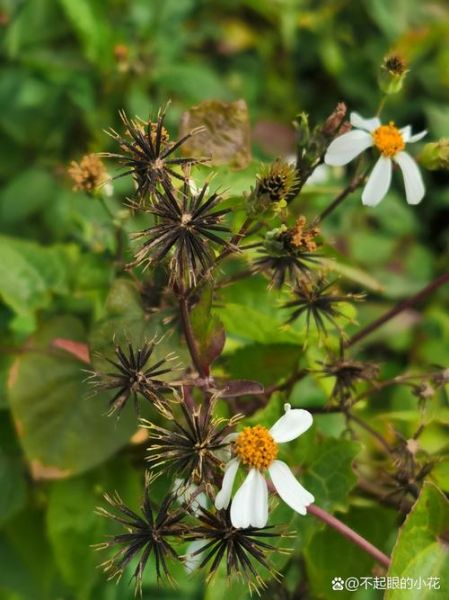 鬼针草图片长什么样_鬼针草的功效与作用-第3张图片-山城妙识 鬼针草图片长什么样_鬼针草的功效与作用-第3张图片-山城妙识