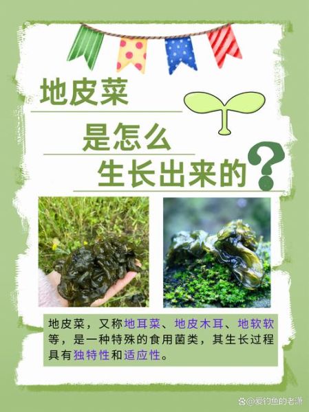 地皮菜图片功效_地皮菜有什么营养价值-第3张图片-山城妙识