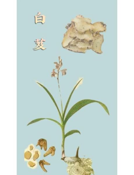 白芨的功效与作用_白芨能止血吗-第1张图片-山城妙识