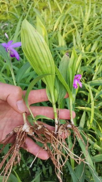 白芨的功效与作用_白芨能止血吗-第2张图片-山城妙识