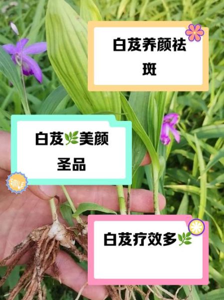 白芨的功效与作用_白芨能止血吗-第3张图片-山城妙识
