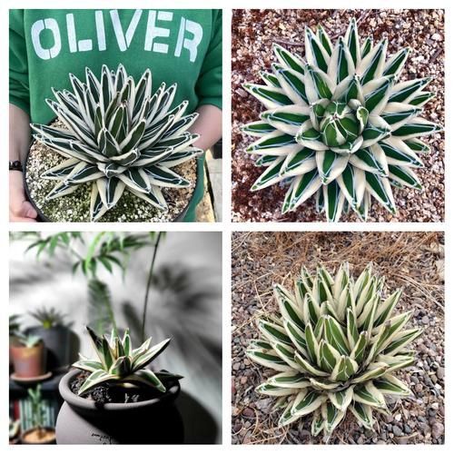 龙舌兰最贵的品种有哪些_为什么这么贵-第1张图片-山城妙识