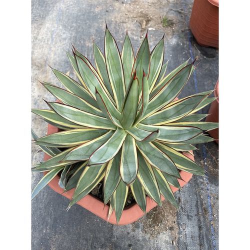 龙舌兰最贵的品种有哪些_为什么这么贵-第3张图片-山城妙识