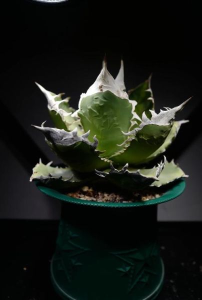 龙舌兰最贵的品种有哪些_为什么这么贵-第2张图片-山城妙识