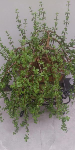 马齿苋图片大全大图_马齿苋长什么样-第1张图片-山城妙识 马齿苋图片大全大图_马齿苋长什么样-第1张图片-山城妙识