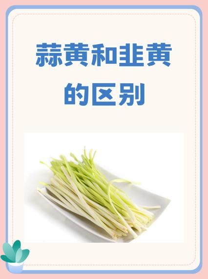韭黄和蒜黄的区别_哪个更有营养-第1张图片-山城妙识