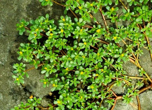 马齿苋图片大全大图_马齿苋长什么样-第3张图片-山城妙识 马齿苋图片大全大图_马齿苋长什么样-第3张图片-山城妙识