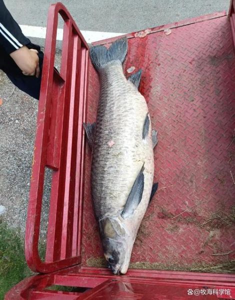 青鱼最大能长多大_青鱼能活多少年-第1张图片-山城妙识