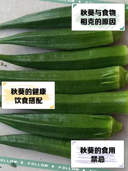 秋葵与什么食物相克_秋葵不能和什么一起吃-第2张图片-山城妙识