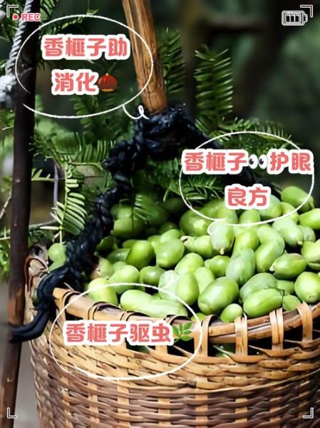 香榧是什么_香榧的功效与作用-第3张图片-山城妙识