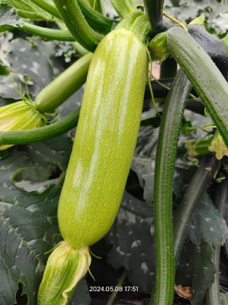 西葫芦图片大全_西葫芦品种怎么区分-第3张图片-山城妙识