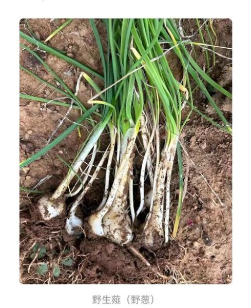 野葱花长什么样_野葱花可以吃吗-第1张图片-山城妙识