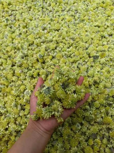 野葱花长什么样_野葱花可以吃吗-第3张图片-山城妙识