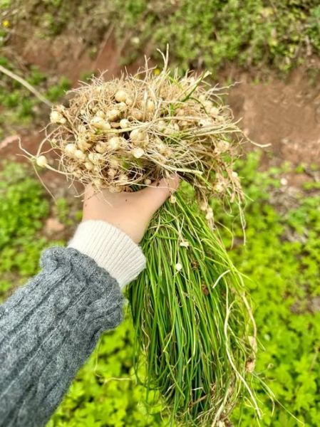 野葱花长什么样_野葱花可以吃吗-第2张图片-山城妙识