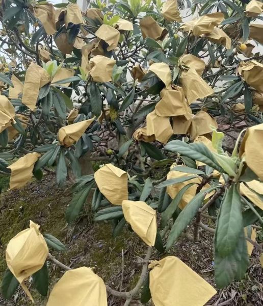 枇杷果多少钱一斤_枇杷价格行情-第1张图片-山城妙识 枇杷果多少钱一斤_枇杷价格行情-第1张图片-山城妙识