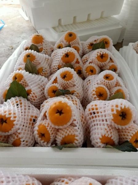 枇杷果多少钱一斤_枇杷价格行情-第3张图片-山城妙识 枇杷果多少钱一斤_枇杷价格行情-第3张图片-山城妙识