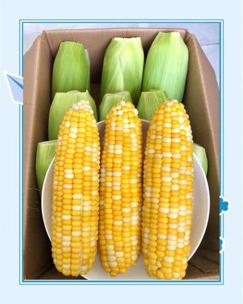 水果玉米煮多久就熟了_水果玉米煮几分钟口感最好-第1张图片-山城妙识 水果玉米煮多久就熟了_水果玉米煮几分钟口感最好-第1张图片-山城妙识