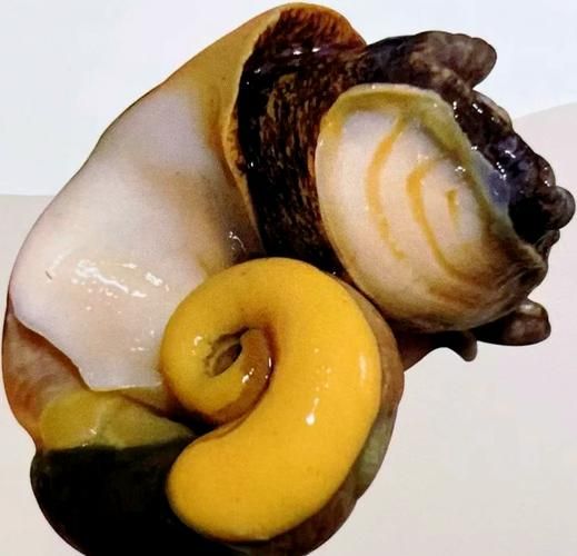 海螺脑子部位在哪_海螺有大脑吗-第1张图片-山城妙识