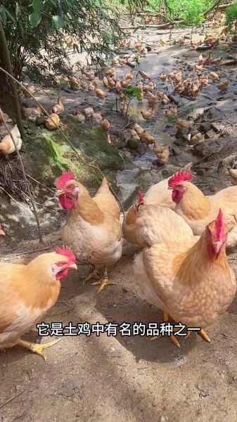 三黄鸡是什么鸡_为什么那么便宜-第2张图片-山城妙识