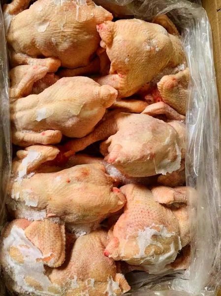 三黄鸡是什么鸡_为什么那么便宜-第1张图片-山城妙识