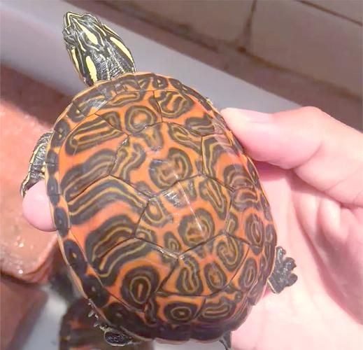 甜甜圈龟和火焰龟区别_如何区分-第3张图片-山城妙识 甜甜圈龟和火焰龟区别_如何区分-第3张图片-山城妙识