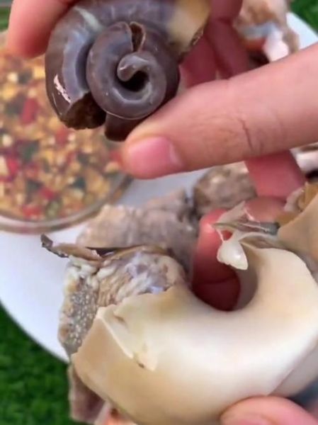 海螺脑子部位在哪_海螺有大脑吗-第3张图片-山城妙识